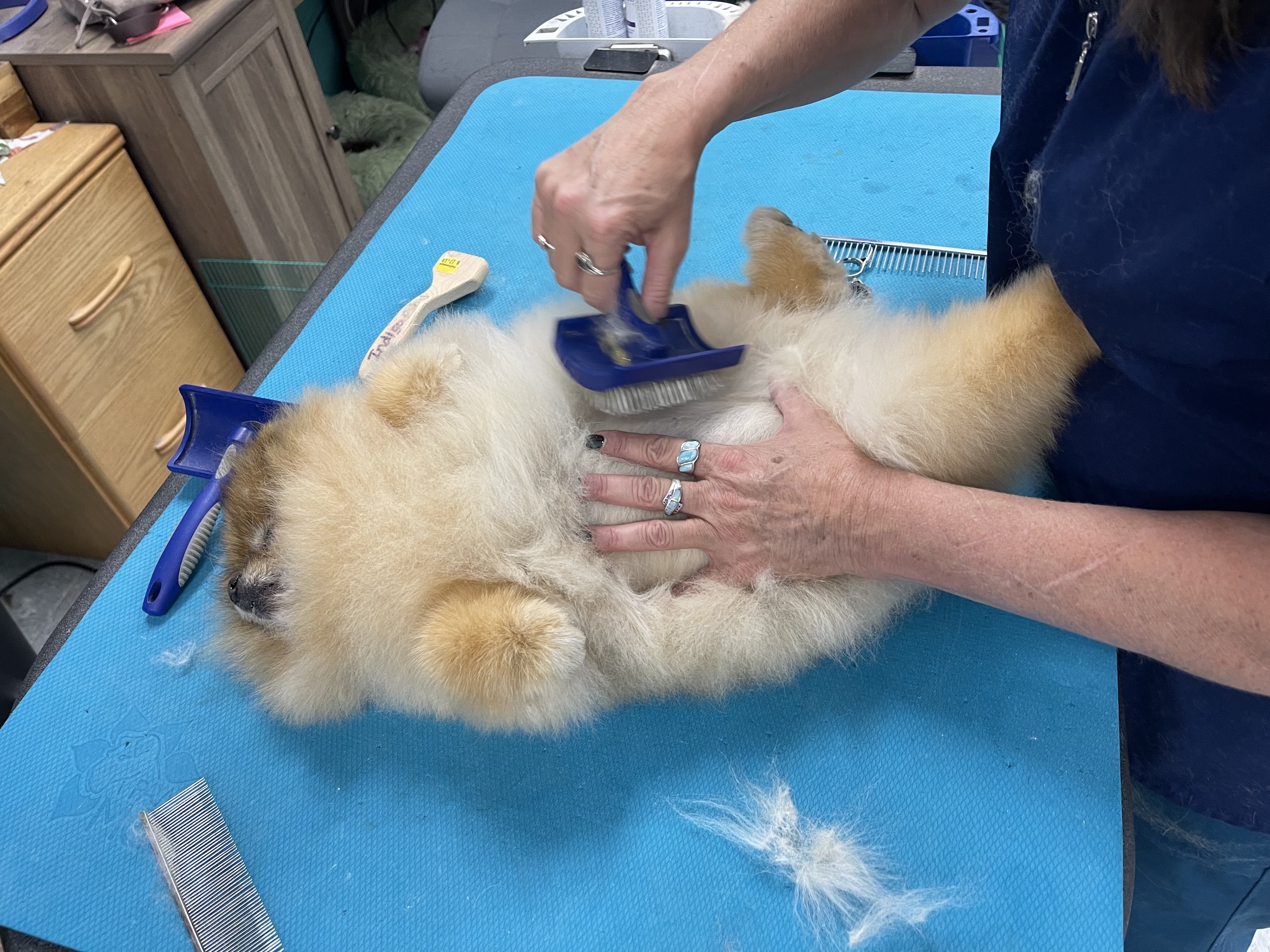 Master Groomer's Guide to Dog Grooming for Different Breeds - Dogs' Own
